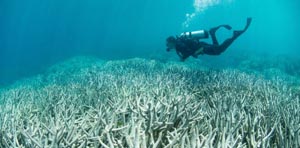 diver with bleached coral - Rachel Carson Council